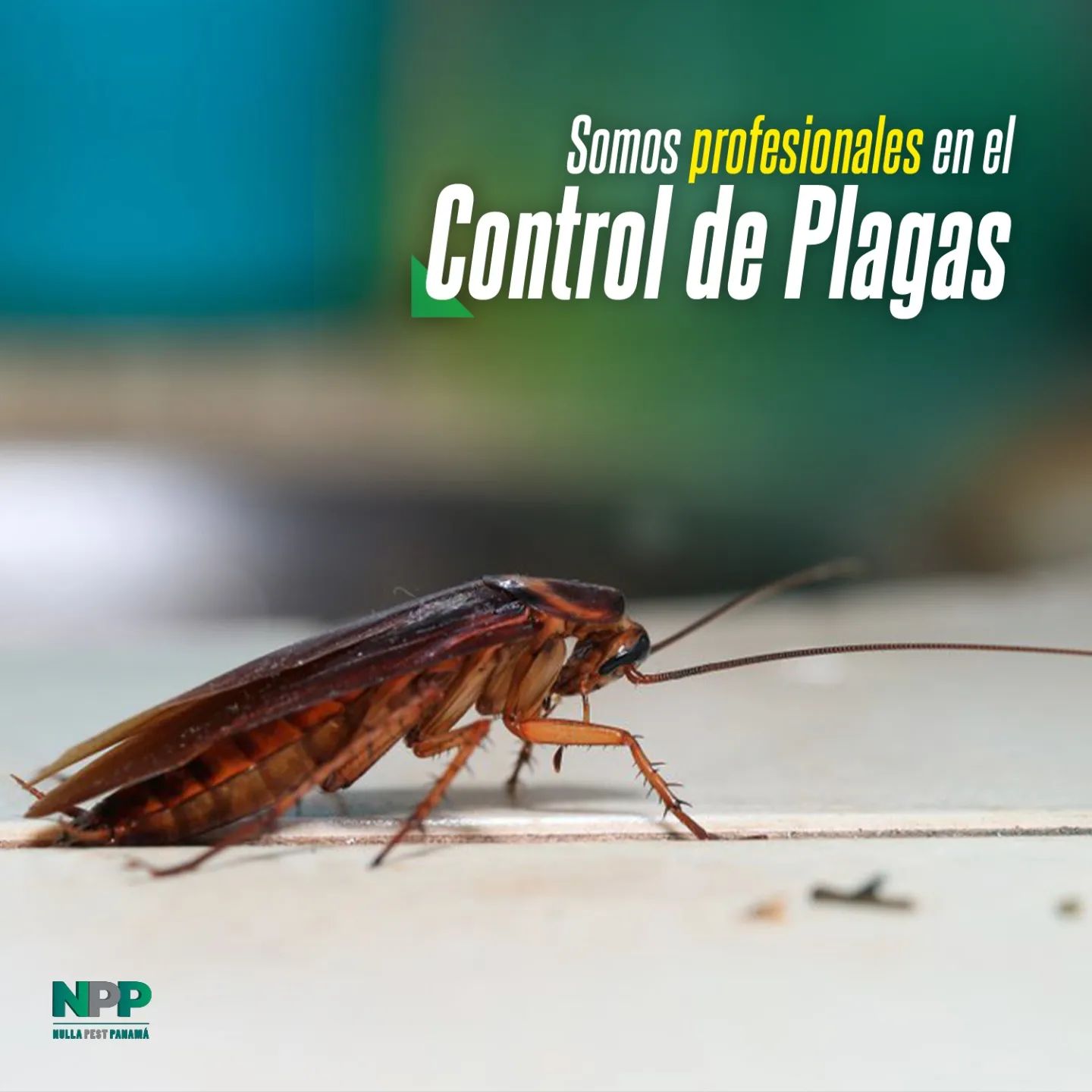 Tipo de Plagas - Nulla Pest Panama